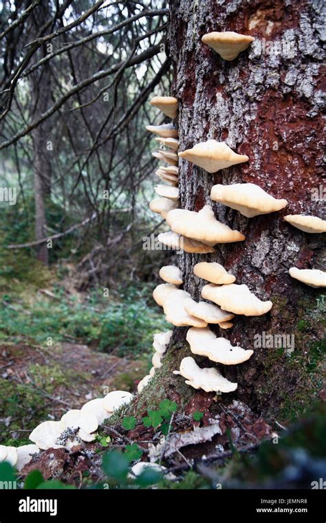 Fungi On Tree Trunk Close Up Stock Photo Alamy