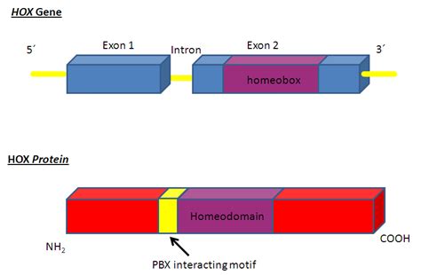 Hox Gene And Protein Structure The Highly Conserved Homeobox Sequence