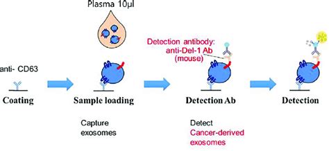 Enzyme Linked Immunosorbent Assay Elisa For Detecting Developmental Download Scientific