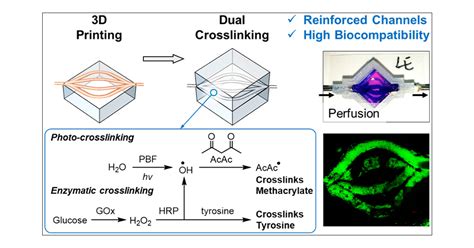 3d Bioprinting Of Reinforced Vessels By Dual Cross Linked Biocompatible Hydrogels Acs Applied