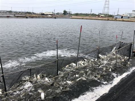 飼好漁 生態養殖熟成午仔魚300g用好飼料好環境養好魚 OwlTing Market 奧丁丁市集