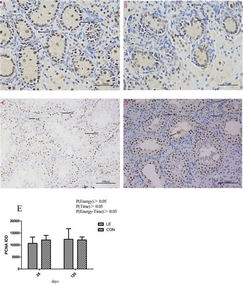 Effect Of Maternal Energy Restriction During Gestation On Testis Cell Download Scientific