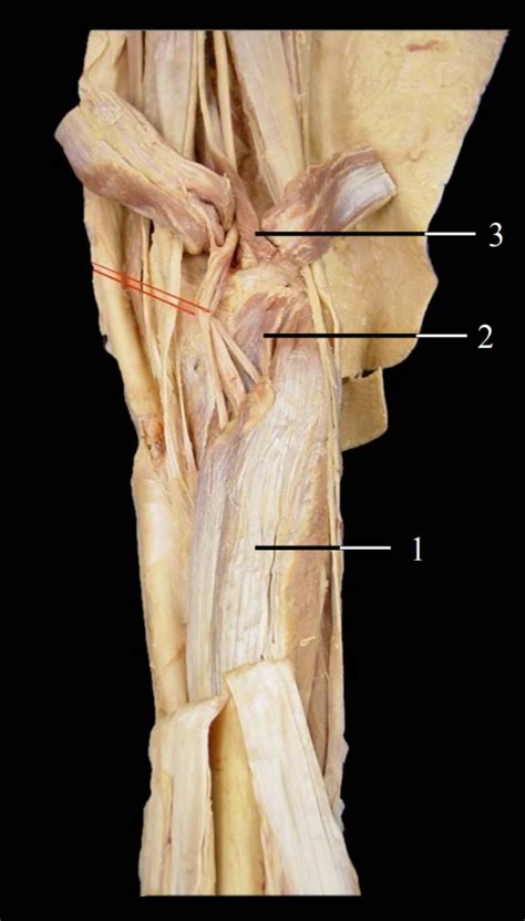Popliteal Fossa 3 Diagram Quizlet