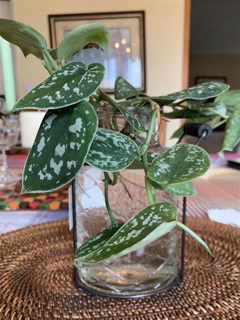 Please Help Me Save This Pothos Roots Were Rotted In Potting Soil That