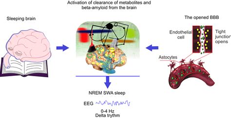 Schematic Illustration Of Hypothesis That The Eeg Characteristics Of Download Scientific Schematic Illustration Of Hypothesis That The Eeg Characteristics Of Download Scientific