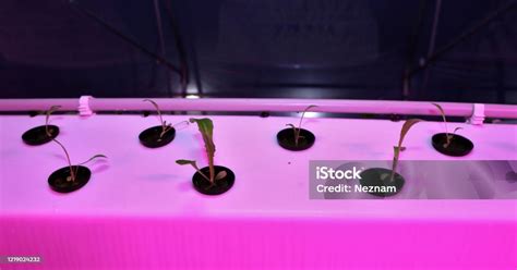 식물 에어로포닉스를 재배 녹지와 식물의 독특한 생산 플랜트 생산의 에어로포닉 시스템 일년 내내 식물을 재배하는 혁신적인 방법 겨울에 식물을 성장하기위한 온실 급수 식물을