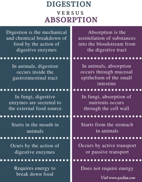 Difference Between Digestion And Absorption Definition Characteristics Function