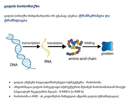 მე ვარ აბიტურიენტი