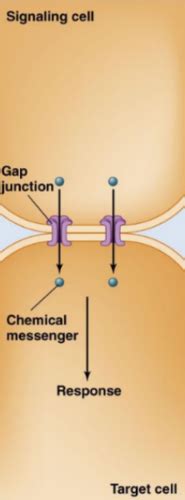 Cell Signaling Part 1 Flashcards Quizlet