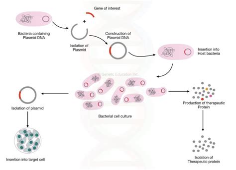 Plasmid Dna Structure Function Isolation And Applications
