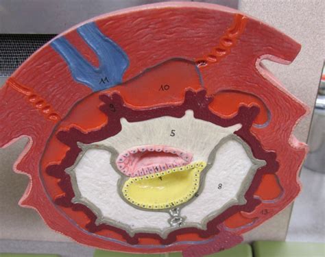 Human Embryo Diagram