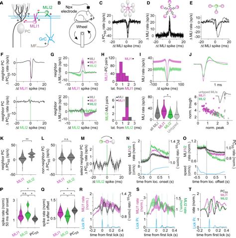 Specialized Connectivity Of Molecular Layer Interneuron Subtypes Leads To Disinhibition And