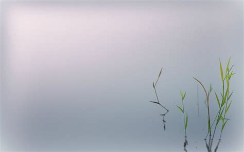 배경 화면 그림 물 미니멀리즘 분기 녹색 안개 잎 꽃 선 대기 현상 컴퓨터 벽지 지구의 분위기 잔디 가족 2560x1600