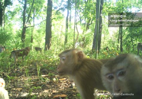 «ស្វាក្តាមជាច្រើនកំពុងមានវត្តមានស្ទើរទូទាំងប្រទេសកម្ពុជា សុីសុីថាមស៍