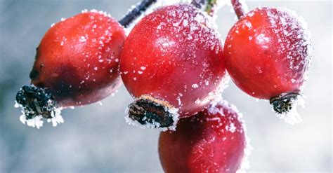 감기 감자칩 겨울 겨울 풍경 겨울철의 계절 과일 극지 꽁꽁 언 냉담한 냉랭한 눈 디테일 딱딱한 매크로