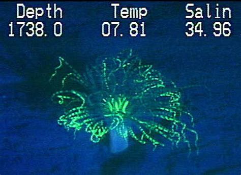 Glow In The Dark Sea Creatures