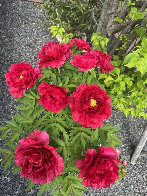 小錦の現役時代の体重は？現在は何キロでどうやって痩せたのか調査！