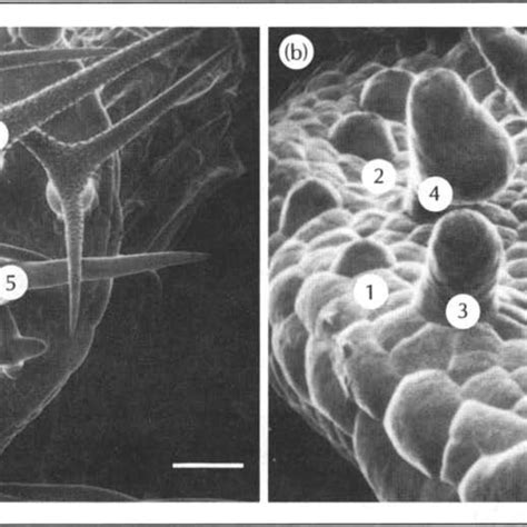 Scanning Electron Microscopy Of Developing Leaf Trichomes A