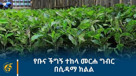 የቡና ችግኝ ተከላ መርሐ ግብር በሲዳማ ክልል Youtube
