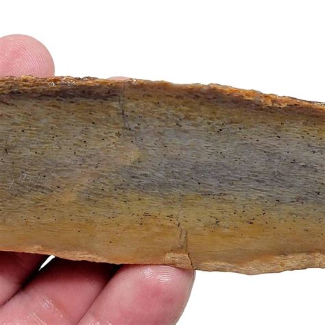 Fossil Gem Dinosaur Bone Slab Gem Dino Bone Slab