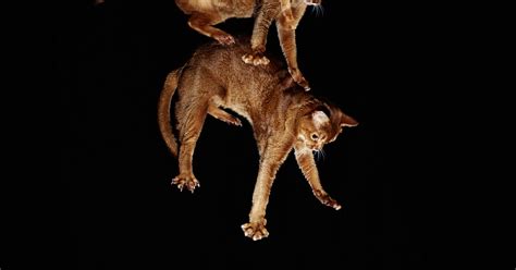How Can A Cat Survive A High Rise Fall Physics WIRED