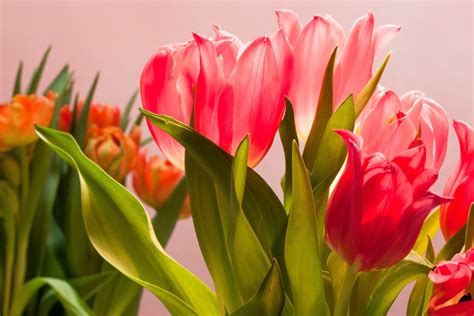 Hình ảnh Thiên Nhiên Thực Vật Cánh Hoa Tulip Bouquet Mùa Xuân