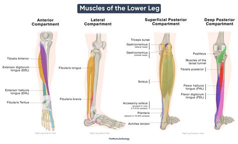Lower Leg Muscles Compartments Names With Anatomy And Pictures