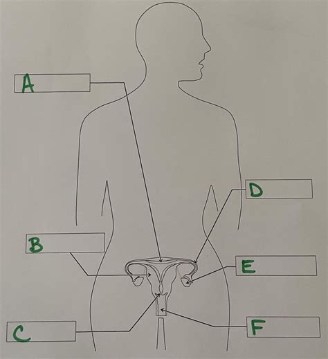 Female Reproductive System Labeling Diagram Quizlet