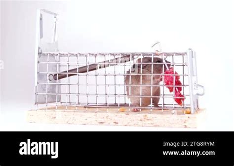 House Mouse Caught In Live Capture Mouse Trap A Cute Little Rodent In