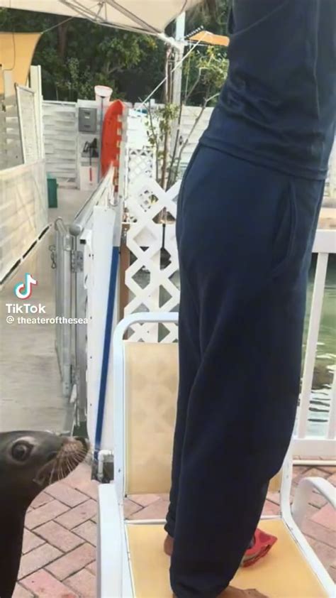 Seal Understood The Assignment R Havenandjames