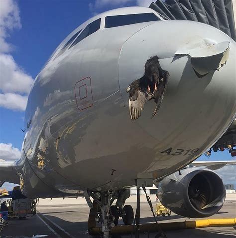 Un pájaro impactó contra un avión de American Airlines y quedó incrustado en el fuselaje Infobae