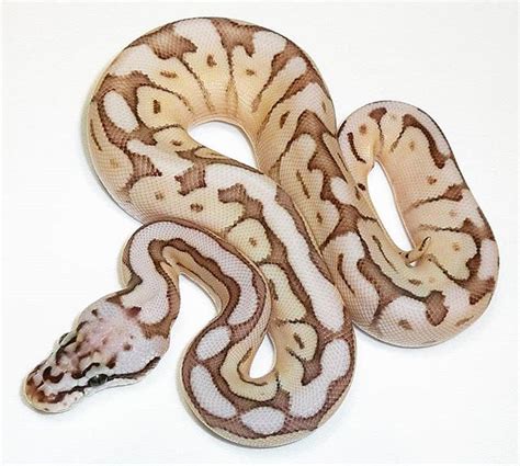 Queen Bee Female Ballpython Ballpythons Ballpythonsofinstagram Python