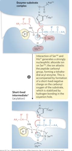 Chymotrypsin Haemoglobin Flashcards Quizlet
