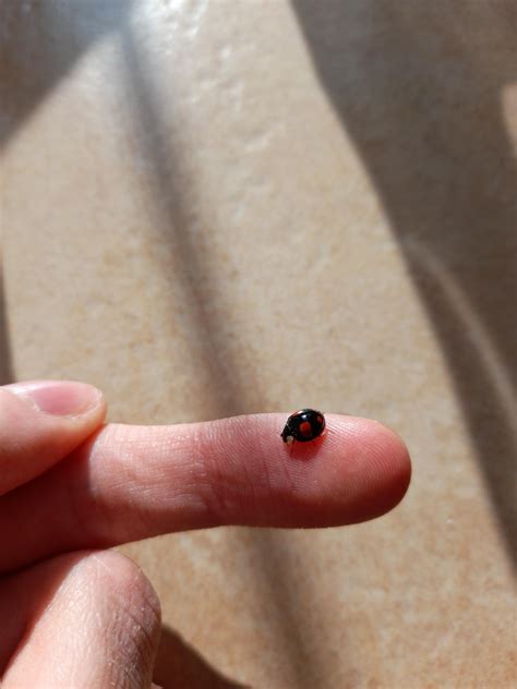 I Found A Ladybug With Reversed Colors In My Room R Mildlyinteresting