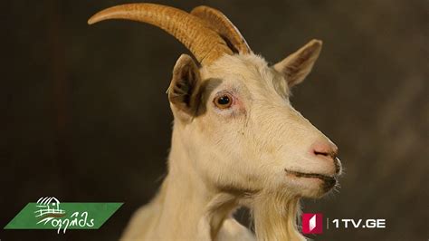 ფერმა ევროპელი თხები კახეთში აზიურ ფაროსანასთან ბრძოლის საშუალებები Youtube