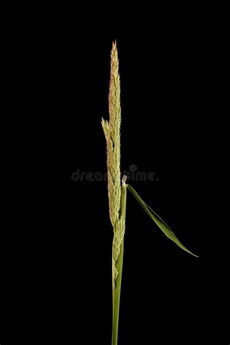 Reed Canary Grass Phalaris Arundinacea Immature Contracted