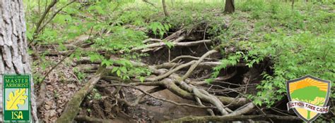 Tree Roots 101 Understanding Root Systems And Their Care Action Tree Care