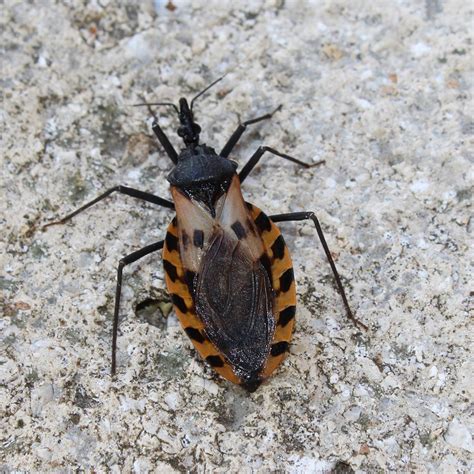 Kissing Bugs In Massachusetts At Angel Singleton Blog