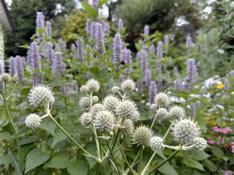 Deer Resistant Native Plants