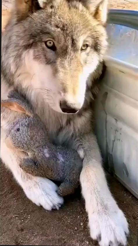 Пин от пользователя Лика Люблю жизнь на доске Картинки Детеныши животных Милые детеныши