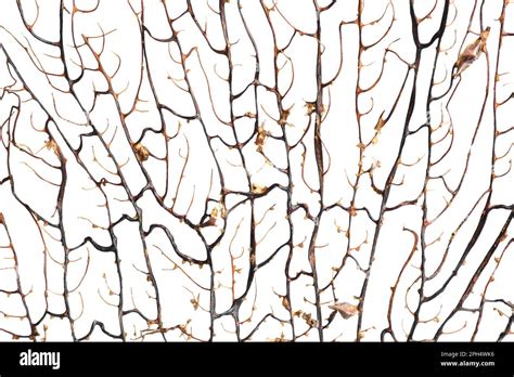 Closeup View Of Beautiful Exotic Branching Coral On White Background