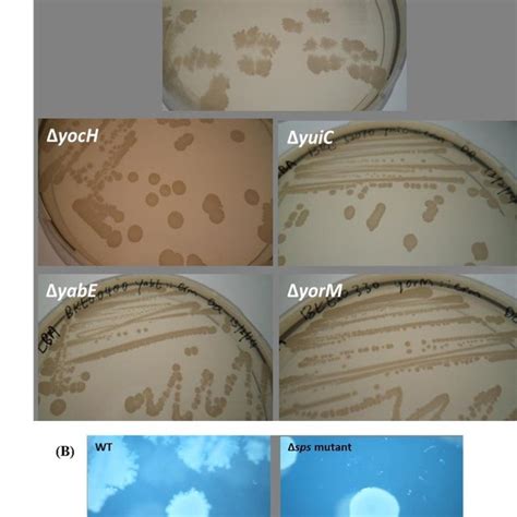 A Colony Morphology Of The B Subtilis Wild Type Wt And The Sps Download Scientific Diagram