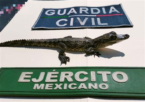 La Nueva Droga Cocodrilo