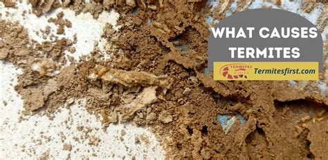 What Causes Termites In My Home