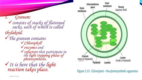 10ኛ ክፍል ባዮሎጂ Grade 10 Biology New Text Book Unit 2 Part 10 Youtube