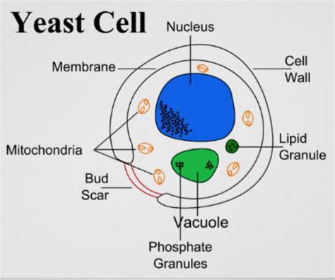 Biology Sexual And Asexual Reproduction Diagram Quizlet