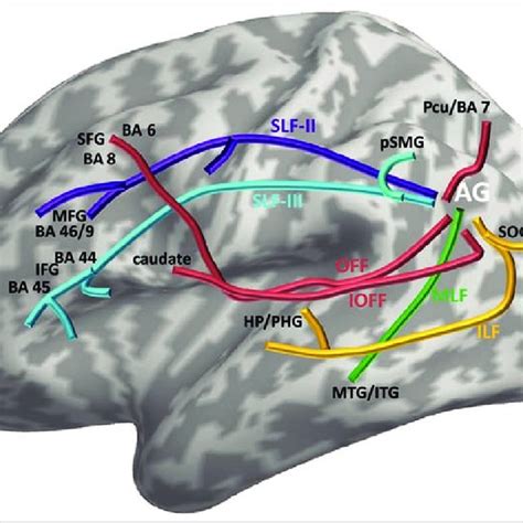 Pdf The Angular Gyrus Multiple Functions And Multiple Subdivisions