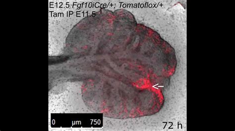 Mouse Lung Structure