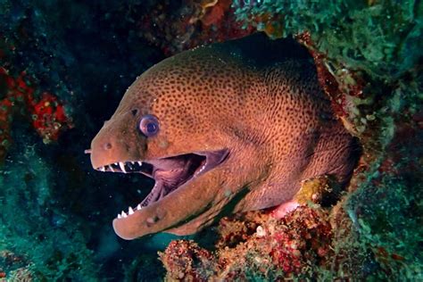 Moray Eel