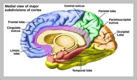 The Cerebral Cortex Anatomy System Human Body Anatomy Diagram And Chart Images